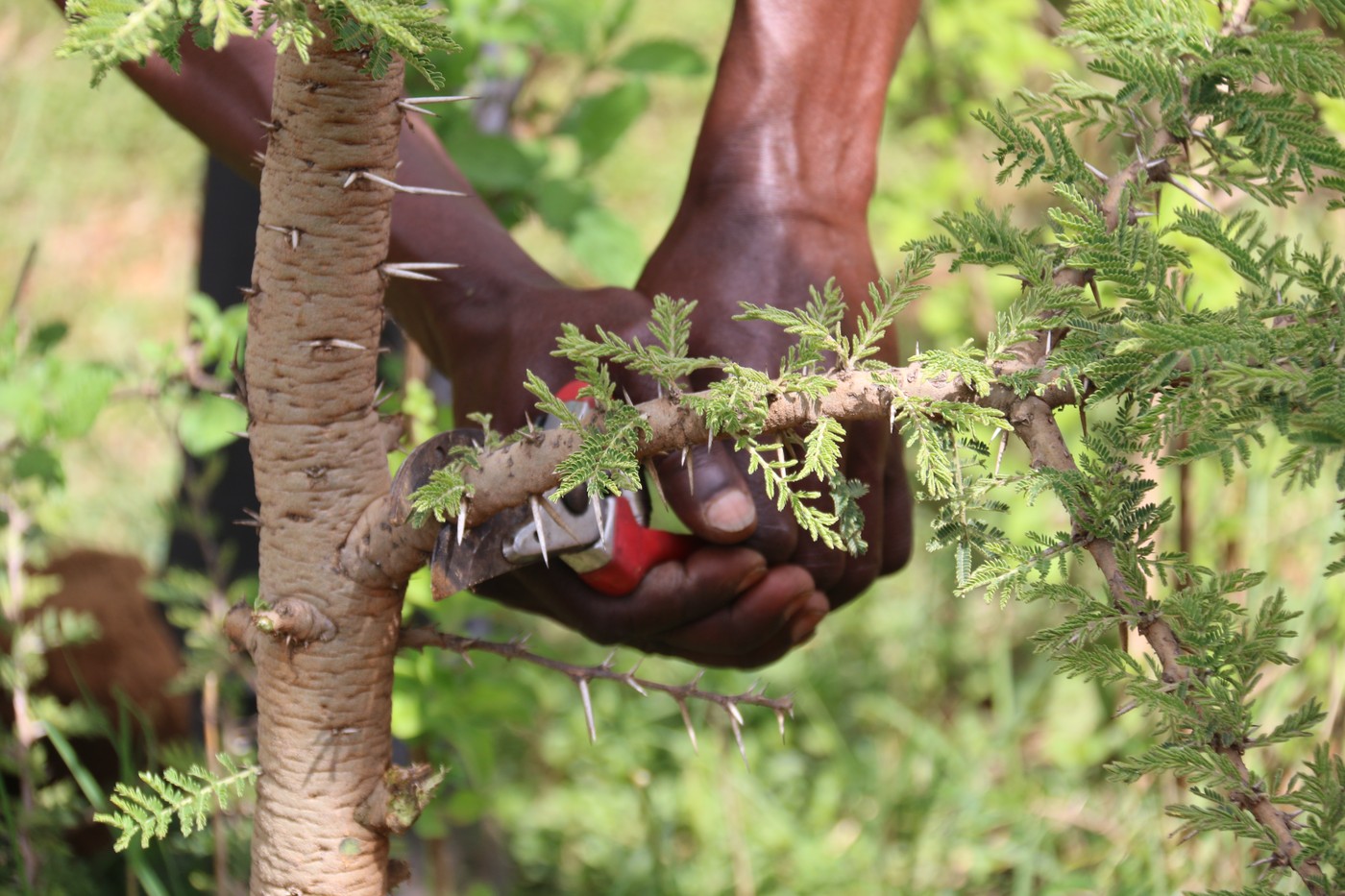 The Benefits of FMNR - Global EverGreening Alliance The Benefits of FMNR - Global EverGreening Alliance